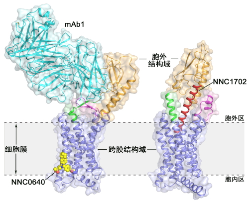 两位百人学者再发Nature文章：B型GPCR信号转导新机制 - 生物通