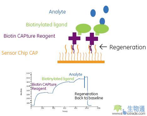 [新品推荐]Biotin CAPture试剂盒 - 生物通