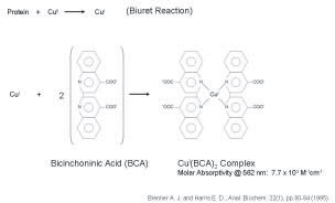 #微孔板秘笈4#原位微量BCA蛋白定量法[创新技巧] - 生物通