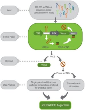 RNAi篇之：新生代shRNA设计理念强势来袭，再掀RNAi研究工具革新狂潮 - 生物通